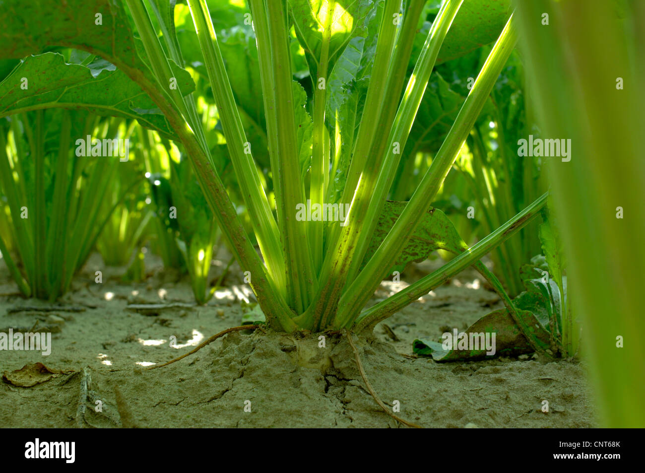 Zuckerrübe (Beta Vulgaris var. Altissima), zwischen Pflanzen ...