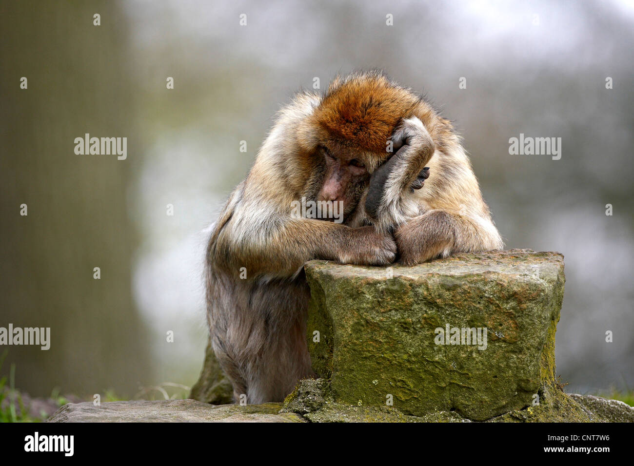 Symbolischer affe -Fotos und -Bildmaterial in hoher Auflösung – Alamy
