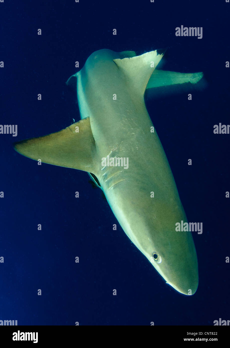 Schwarzspitzen-Riffhai (Carcharhinus Melanopterus) in Bewegung, Salomon ...