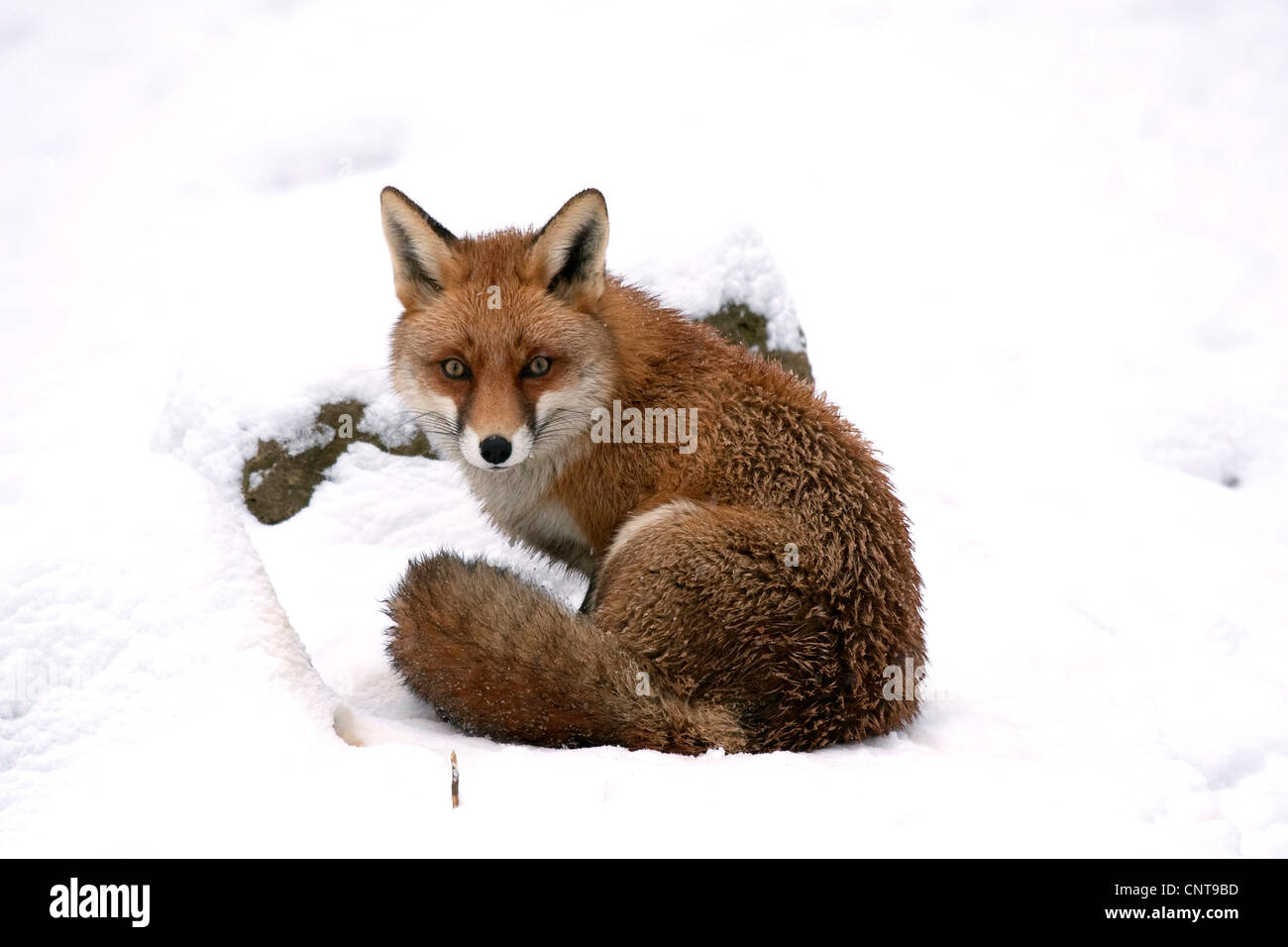 Rotfuchs (Vulpes Vulpes), sitzen im Schnee, Deutschland Stockfotografie ...