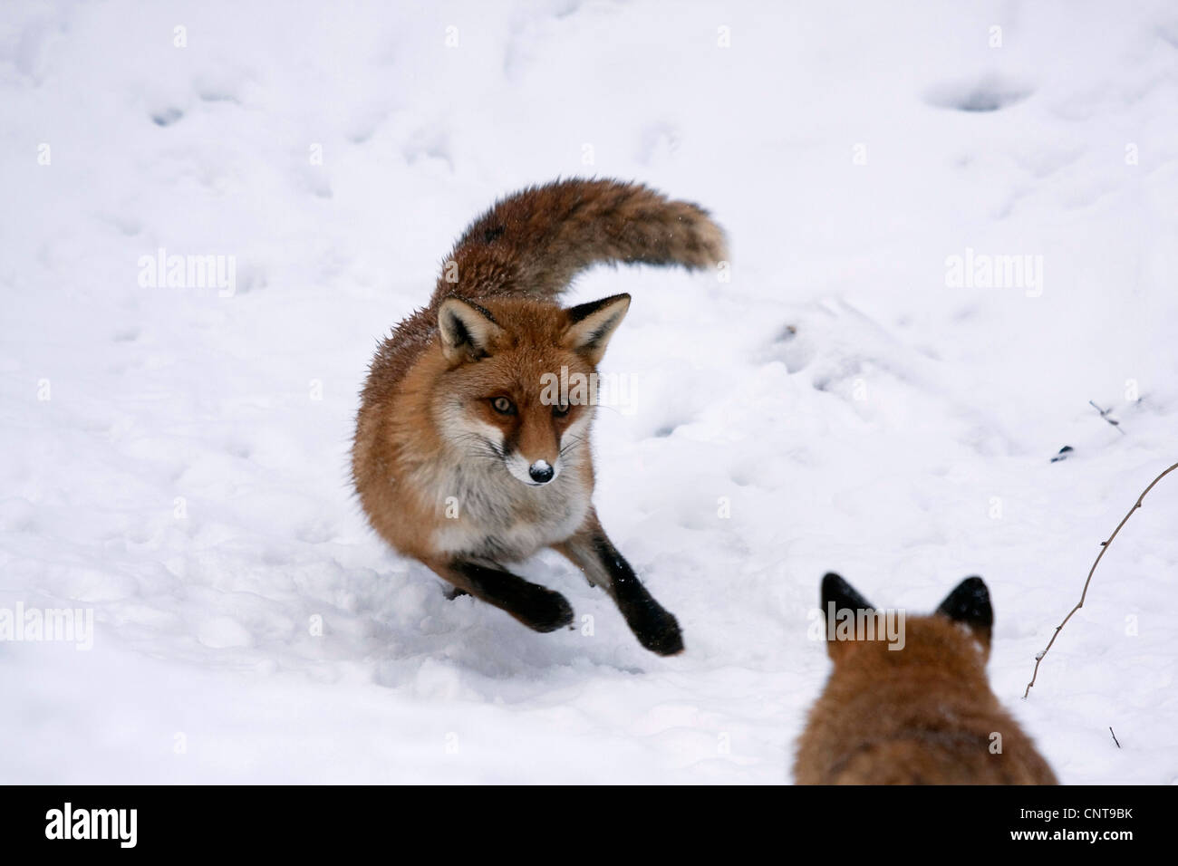 Rotfuchs (Vulpes Vulpes), zwei Tiere im Schnee, Deutschland ...