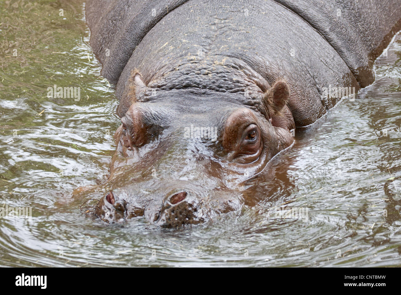 Nilpferd schwimmen -Fotos und -Bildmaterial in hoher Auflösung – Alamy