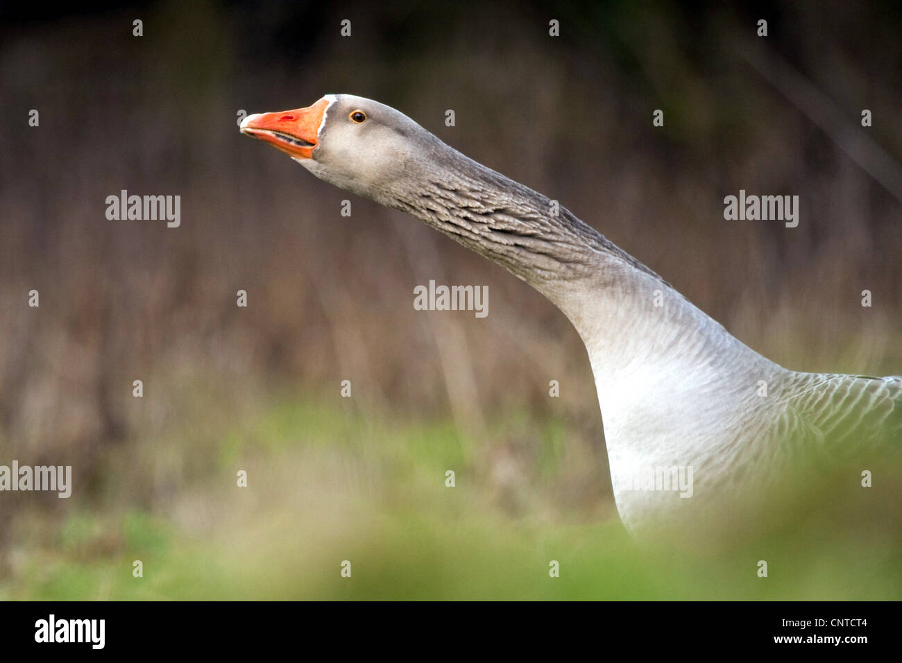 Portrait einer hausgans -Fotos und -Bildmaterial in hoher Auflösung – Alamy