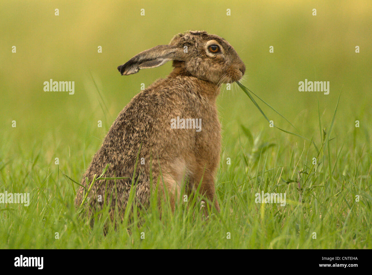 Feldhase (Lepus Europaeus), in Wiese Fütterung auf Rasen, Deutschland ...