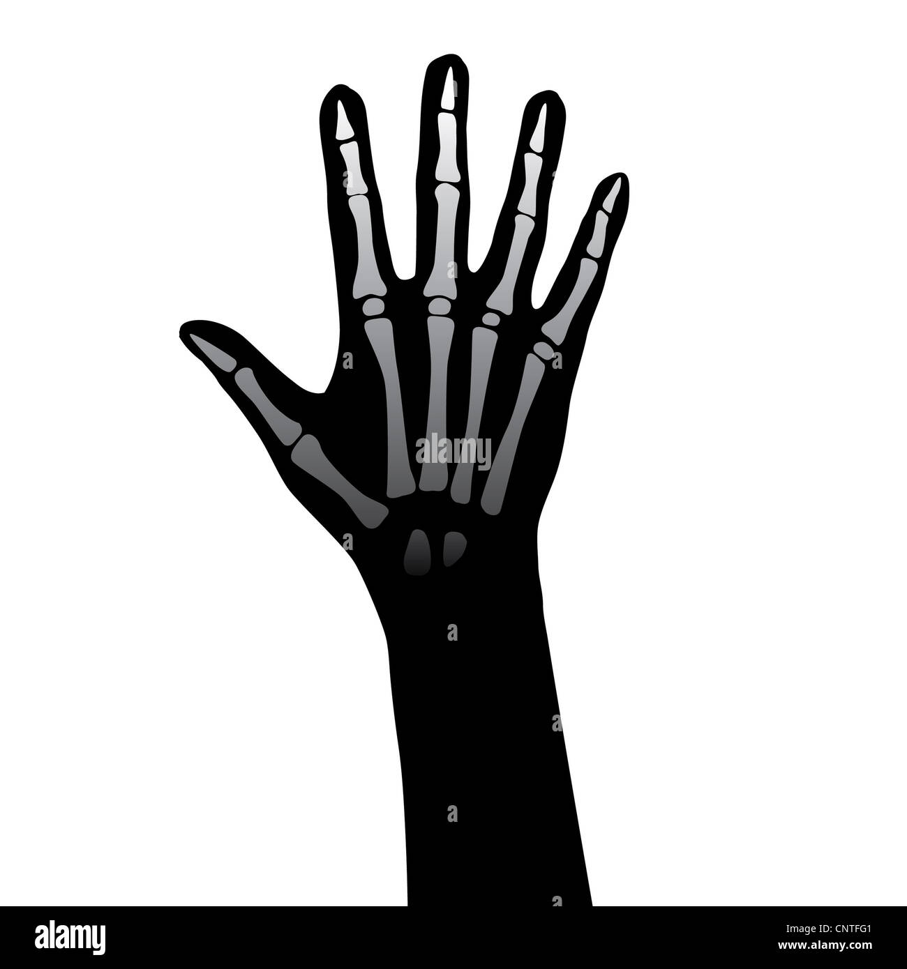 Offene Hand Anatomie Abbildung auf weißem Hintergrund Stockfotografie ...