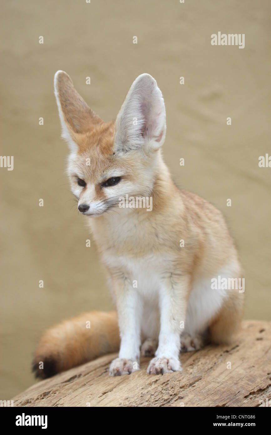 Fennek fuchs vulpes zerda -Fotos und -Bildmaterial in hoher Auflösung ...