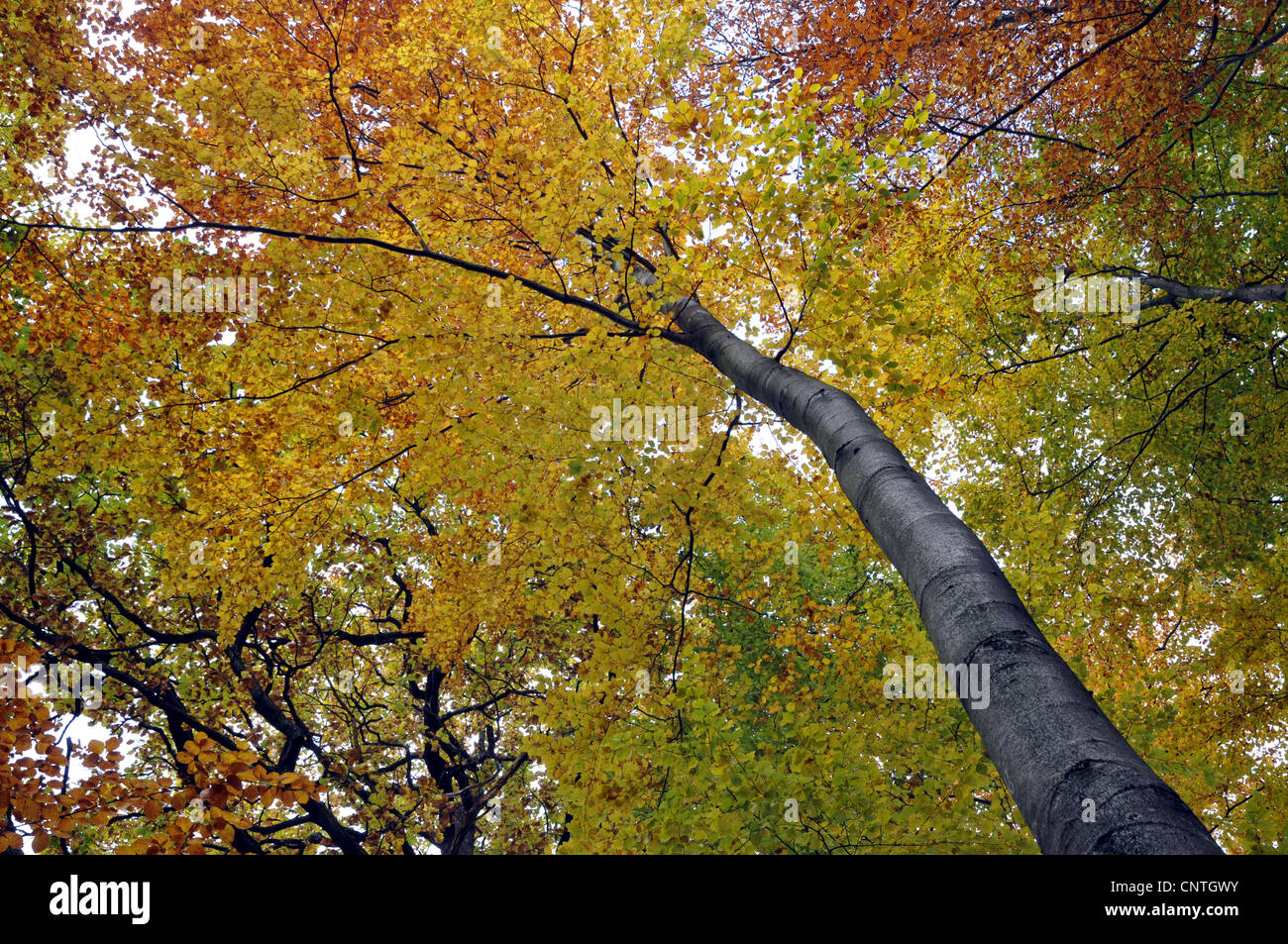 Rotbuche (Fagus Sylvatica), Baumwipfel im Herbst, Deutschland ...