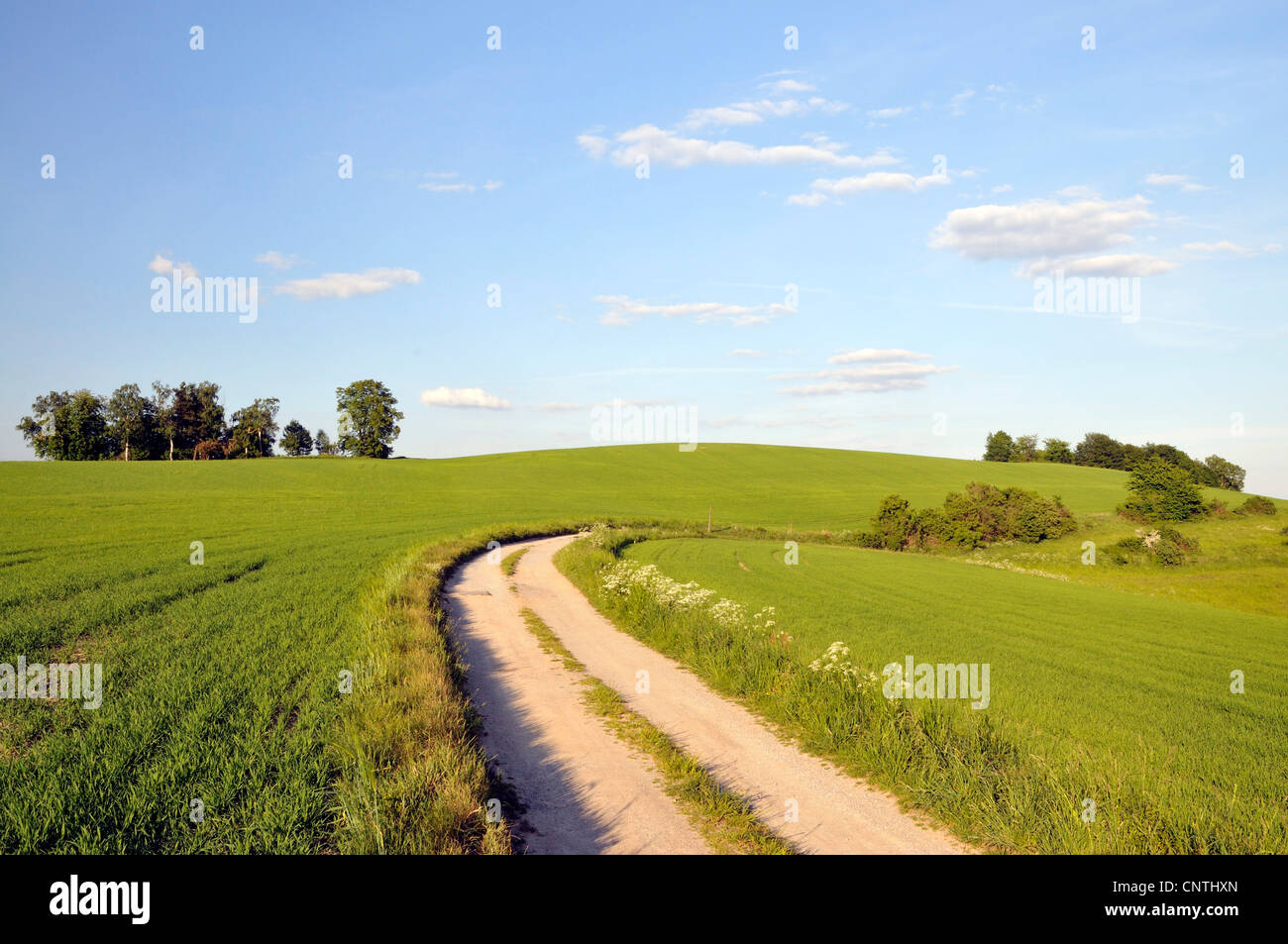 Paths in the corn field -Fotos und -Bildmaterial in hoher Auflösung – Alamy