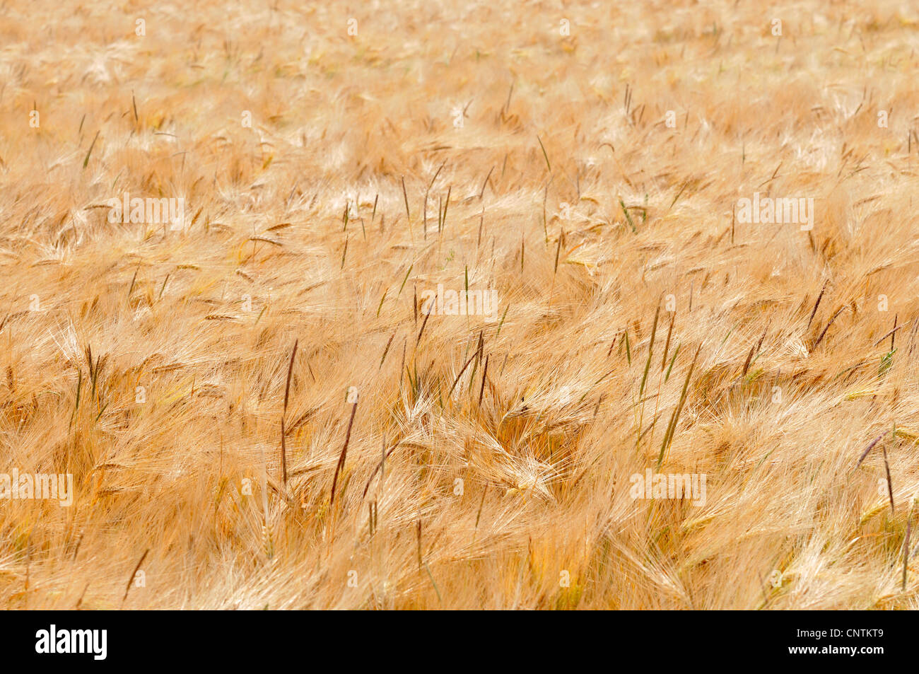 Unkraut in gerste -Fotos und -Bildmaterial in hoher Auflösung – Alamy