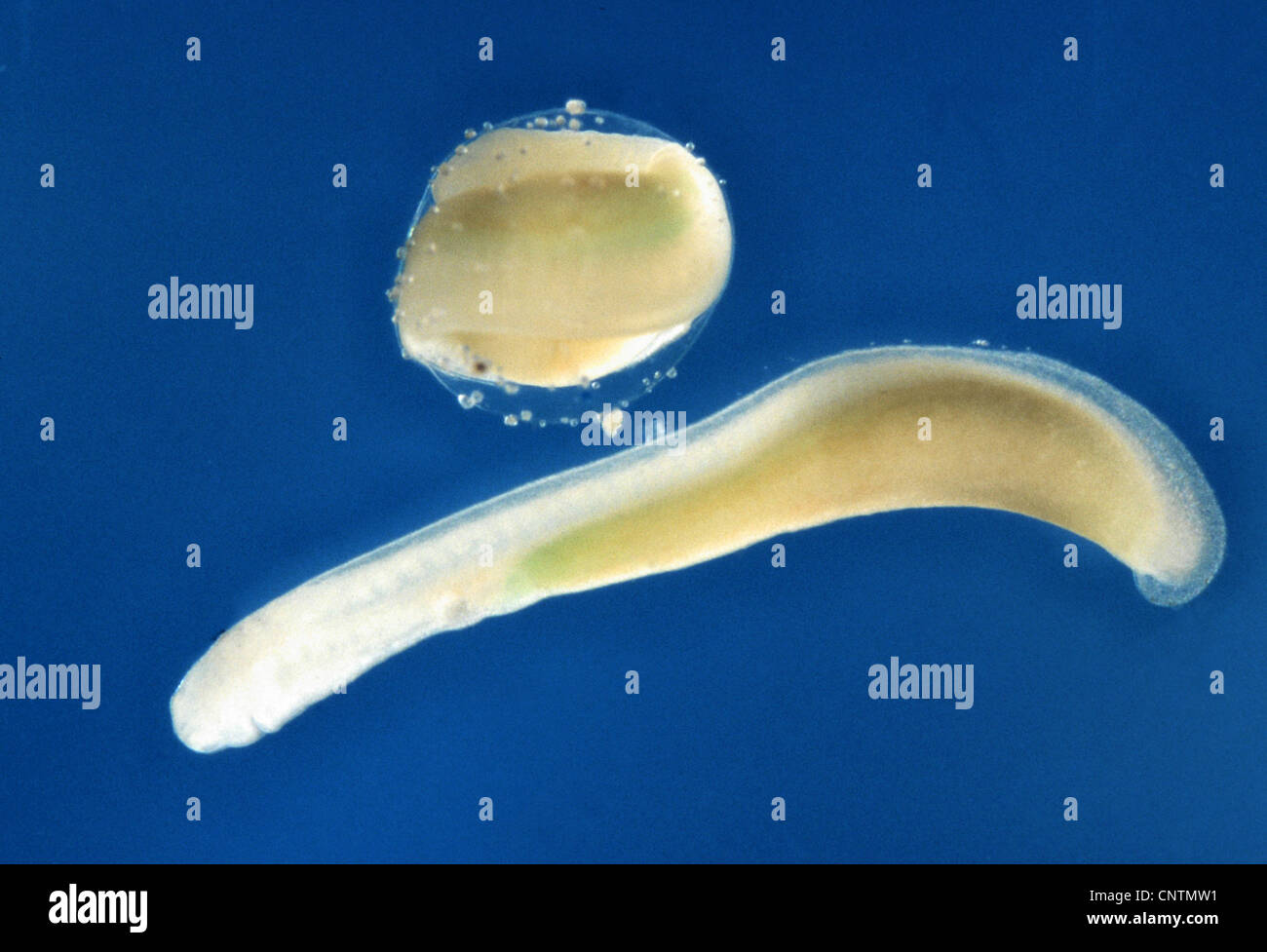 Bach, Neunaugen, Europäische Bach Bachneunauge (Lampetra Planeri), Ei ...