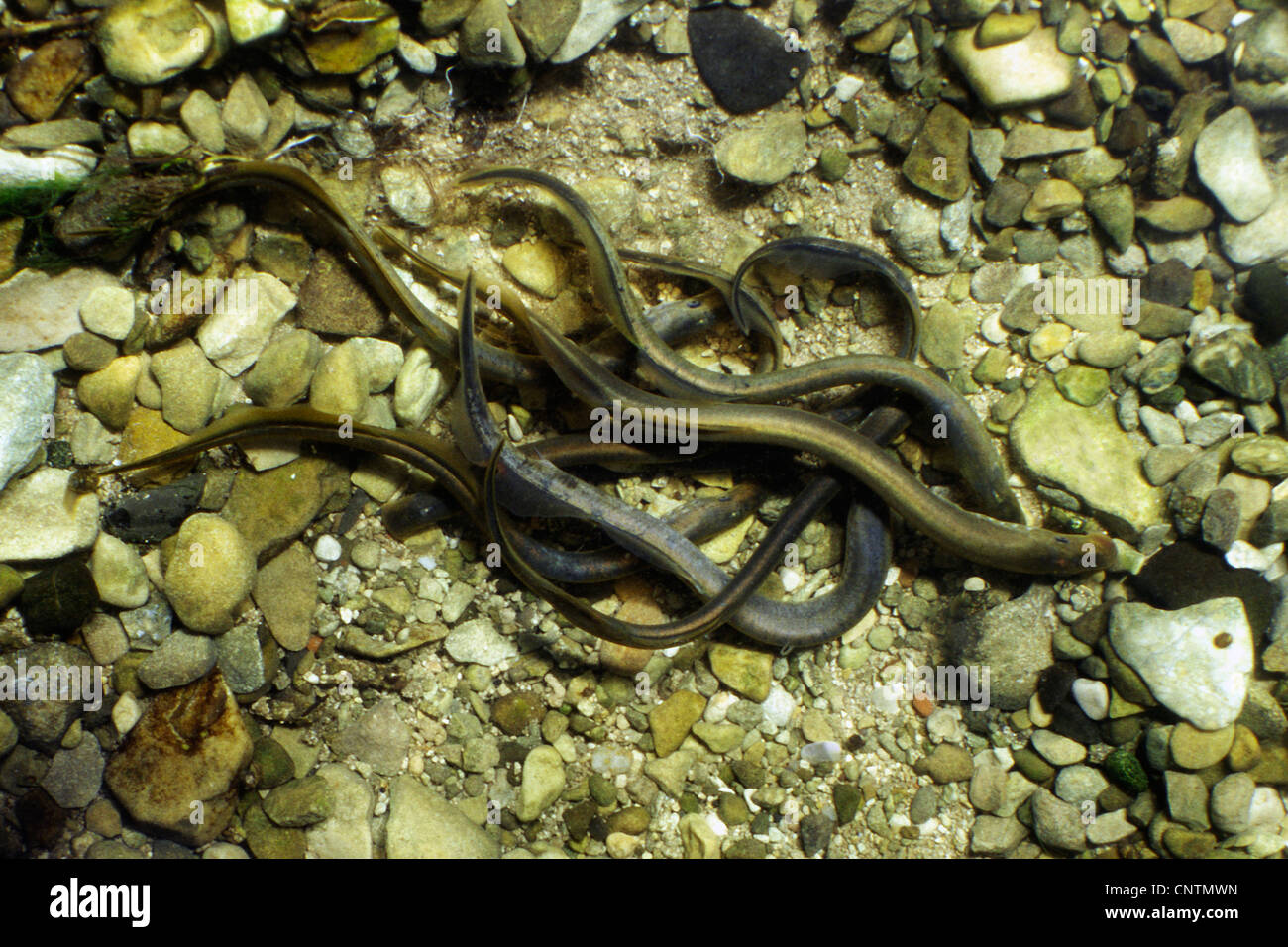 Bach, Neunaugen, Europäische Bach Bachneunauge (Lampetra Planeri ...