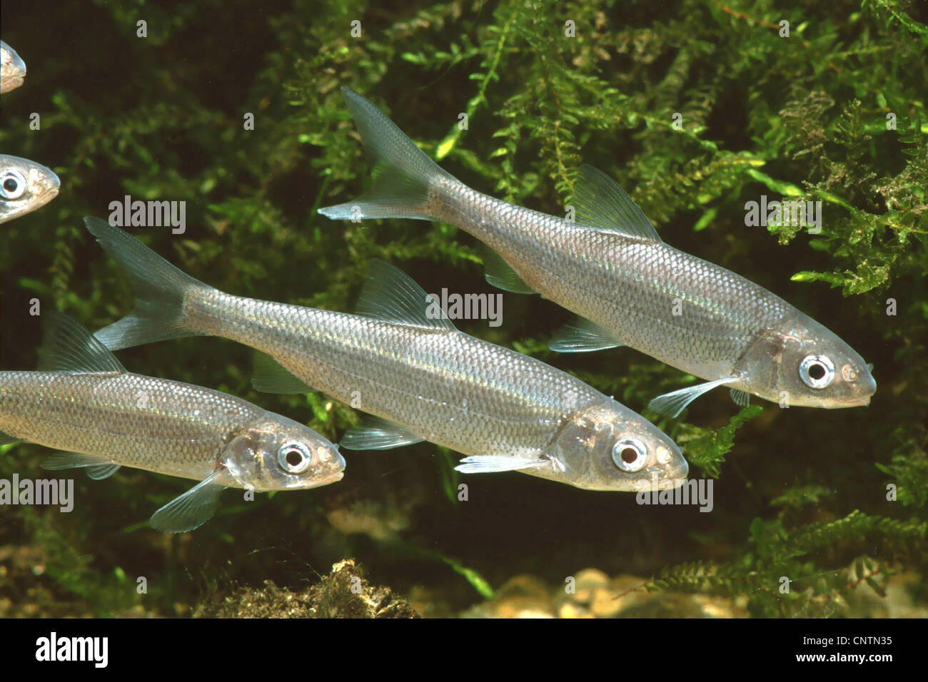 Kutum, Schwarzmeer Rotauge (Rutilus Frisii Meidingeri), Jugendliche ...
