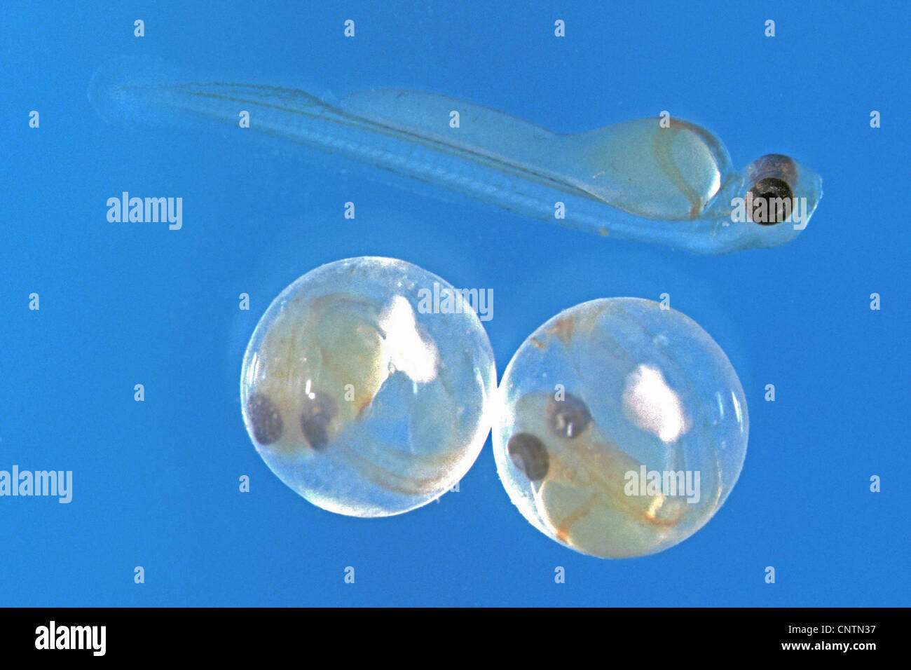 Kutum, Schwarzmeer Rotauge (Rutilus Frisii Meidingeri), Ei und Hetched ...