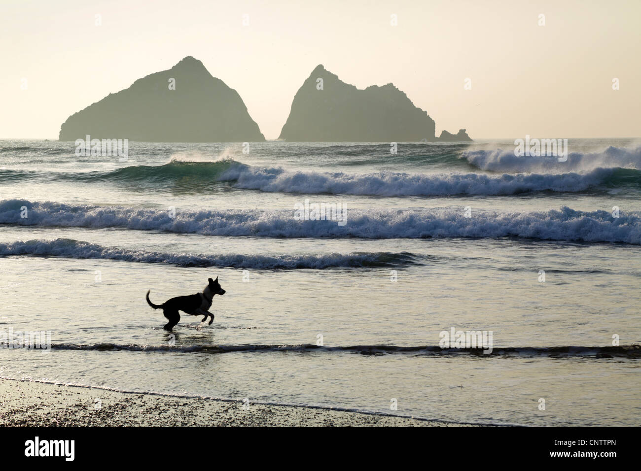 Hund am strand -Fotos und -Bildmaterial in hoher Auflösung – Alamy