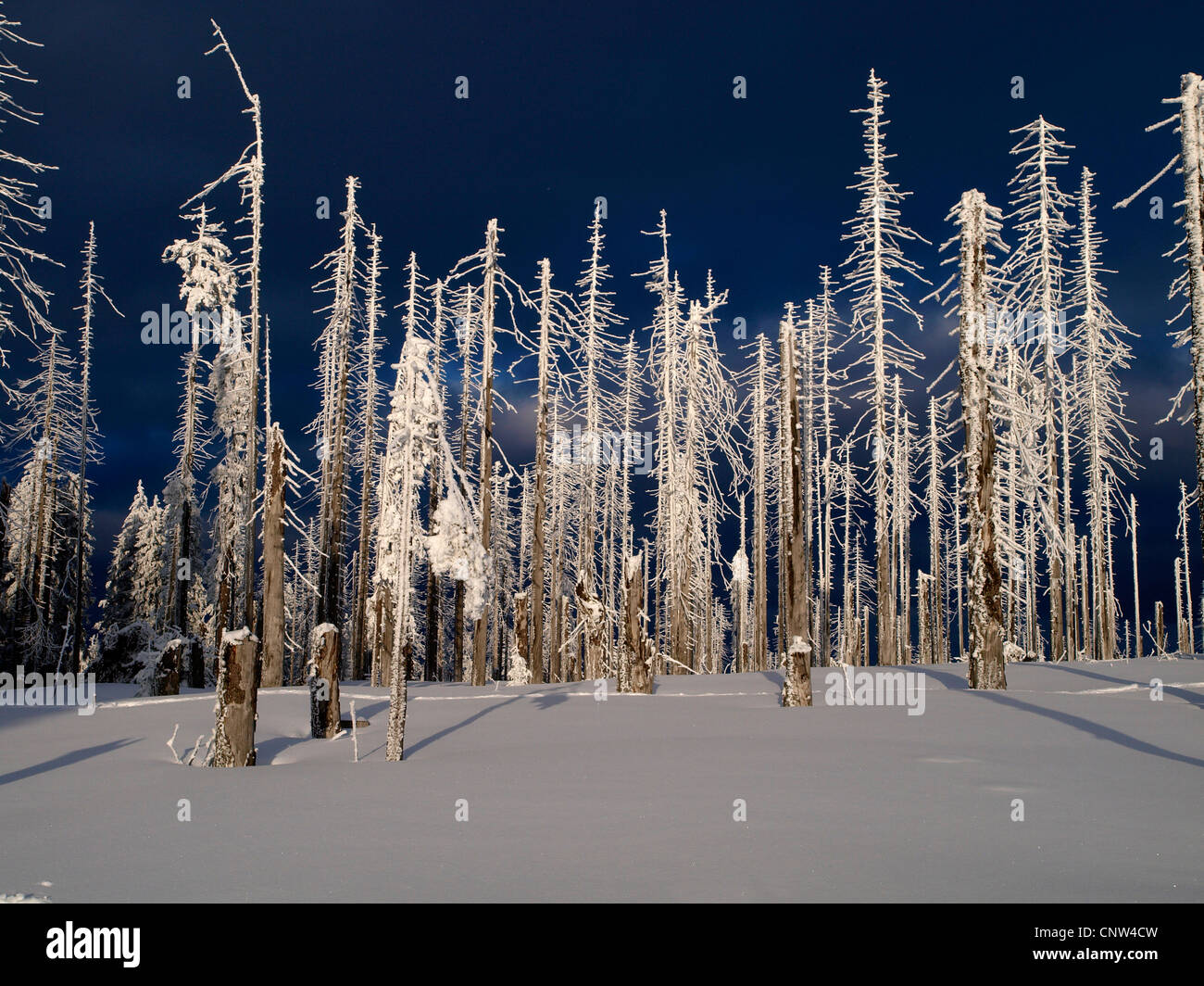 Gemeine Fichte (Picea Abies), starb Fichten, Schäden durch Borkenkäfer ...