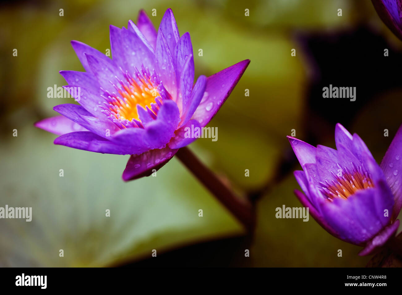 Tropische waterlily nymphaea colorata -Fotos und -Bildmaterial in hoher ...