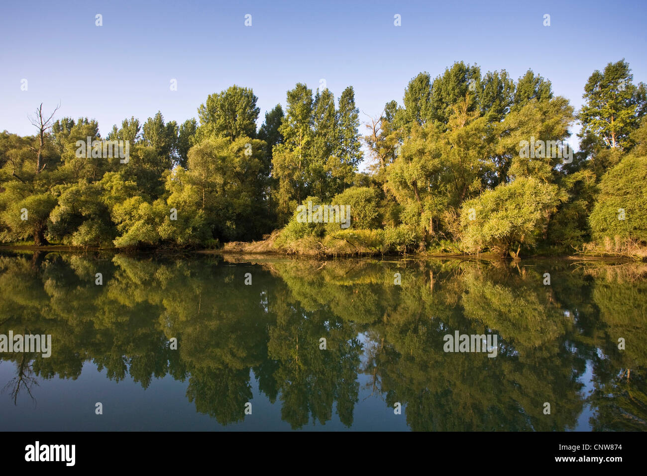 Schwarze pappeln populus nigra -Fotos und -Bildmaterial in hoher ...