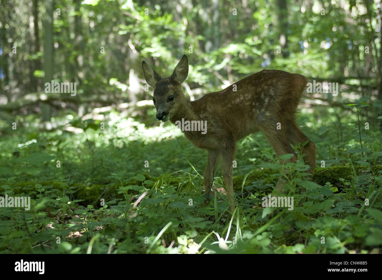 Capreolus capreolus forest -Fotos und -Bildmaterial in hoher Auflösung ...