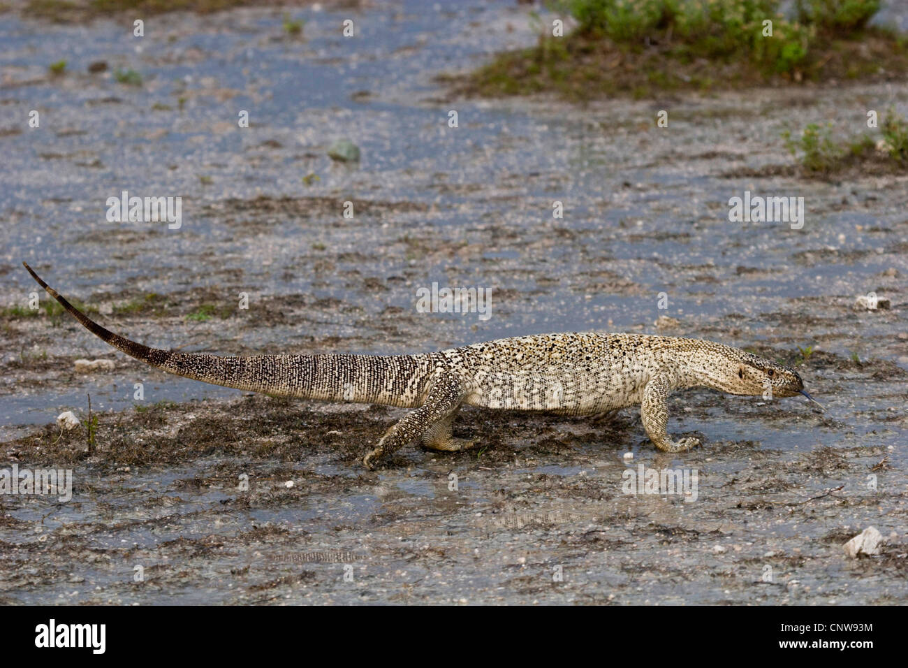 African savannah monitor varanus exanthematicus albigularis -Fotos und ...