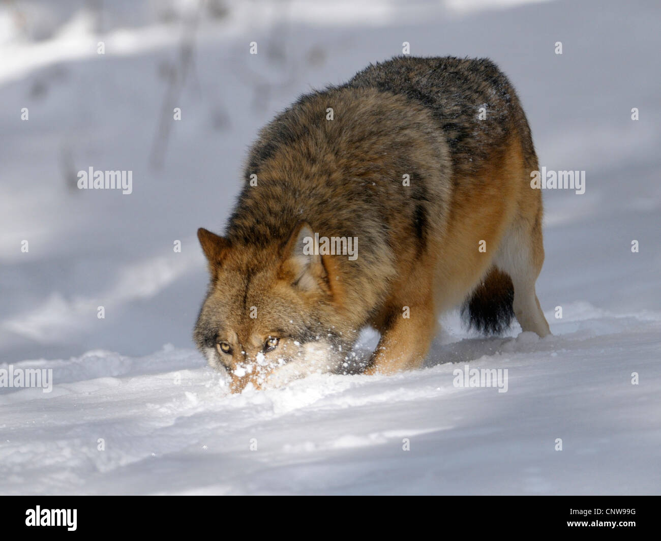 Wolf mit essen im mund -Fotos und -Bildmaterial in hoher Auflösung – Alamy