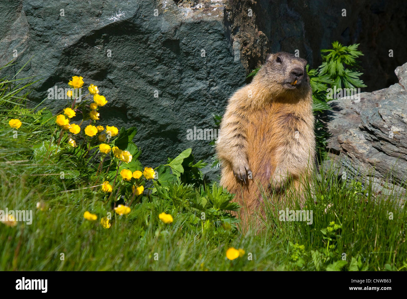 Murmeltier und blumen -Fotos und -Bildmaterial in hoher Auflösung – Alamy