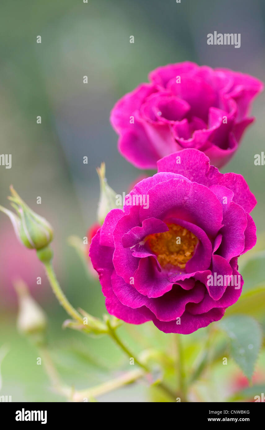 Rose rosa spec -Fotos und -Bildmaterial in hoher Auflösung – Alamy