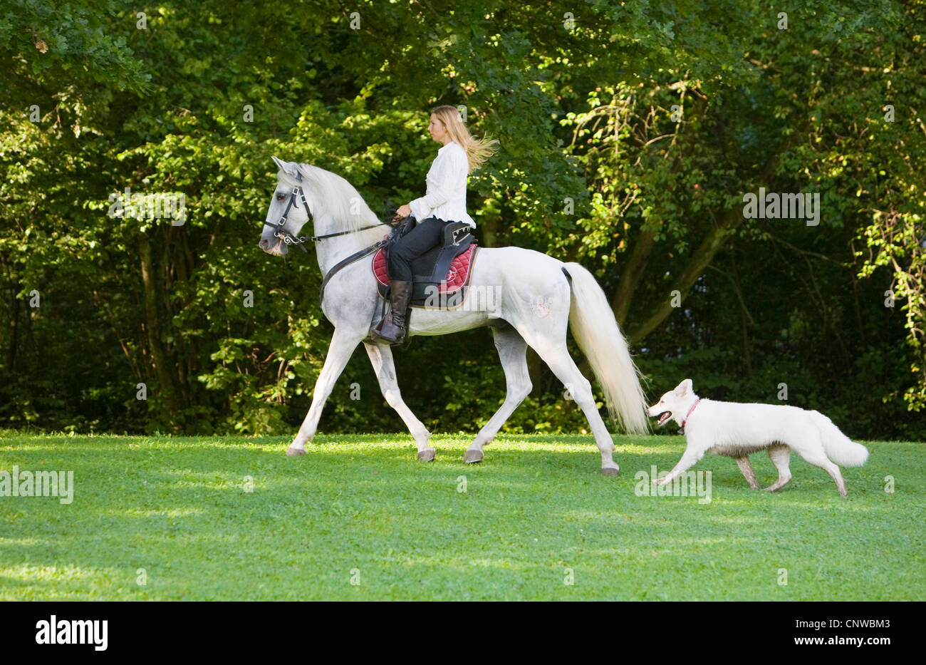 Woman horse riding on meadow -Fotos und -Bildmaterial in hoher ...