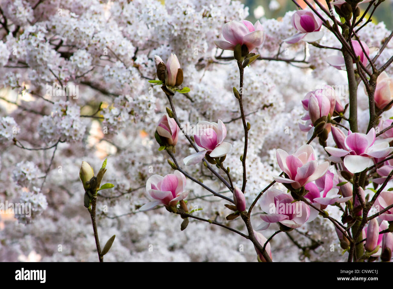 Untertasse Magnolie (Magnolia x Soulangiana, Magnolia Soulangiana, X ...