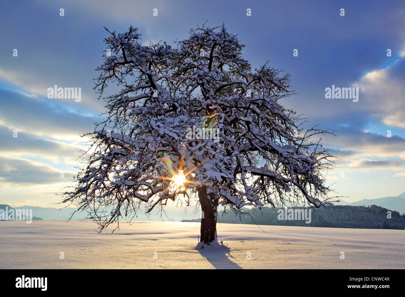 Apfelbaum Im Winter