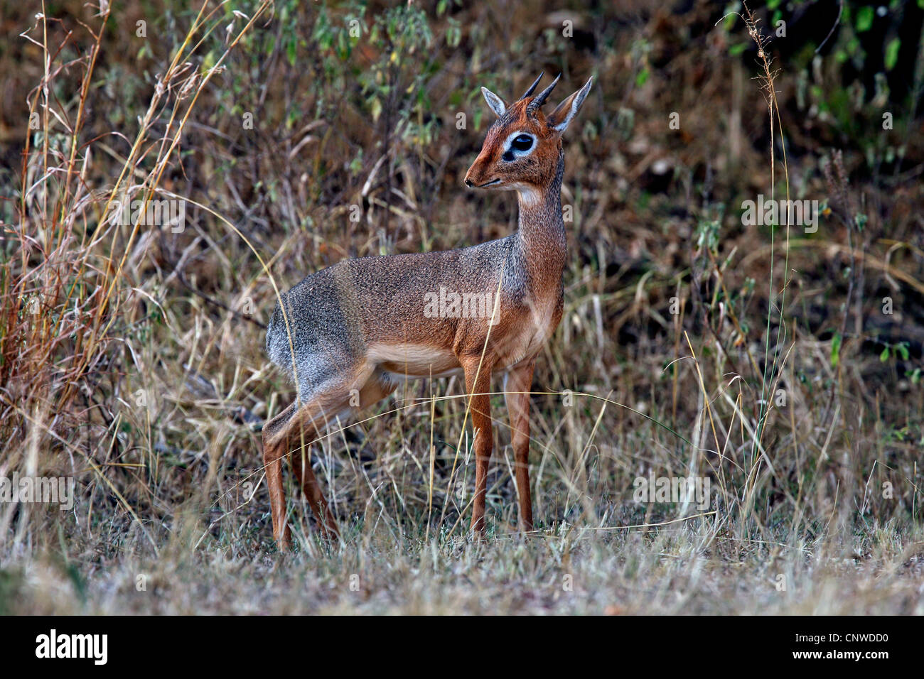 Wilde dik dik -Fotos und -Bildmaterial in hoher Auflösung - Seite 2 - Alamy