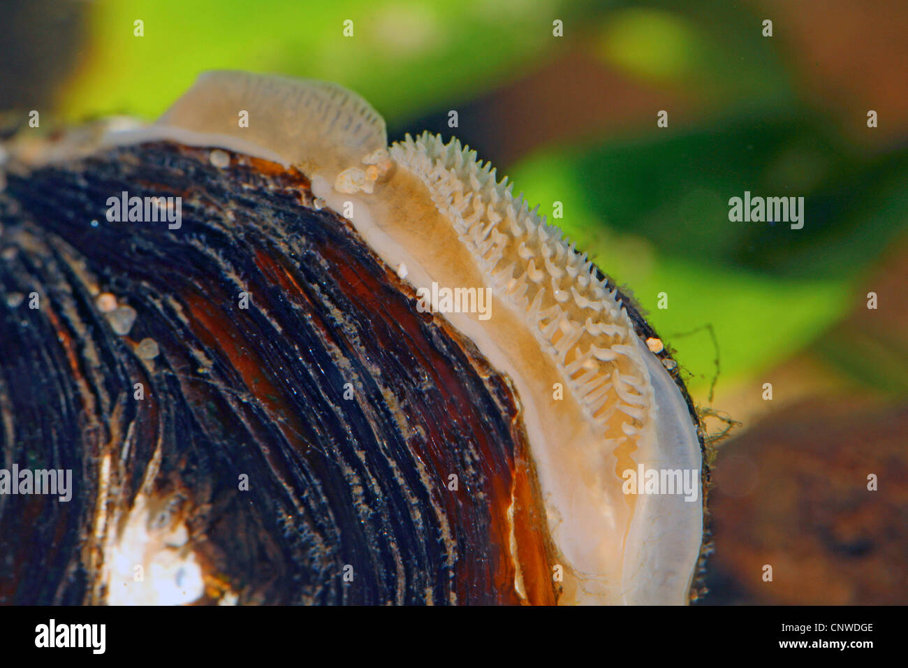 Maler muschel -Fotos und -Bildmaterial in hoher Auflösung – Alamy