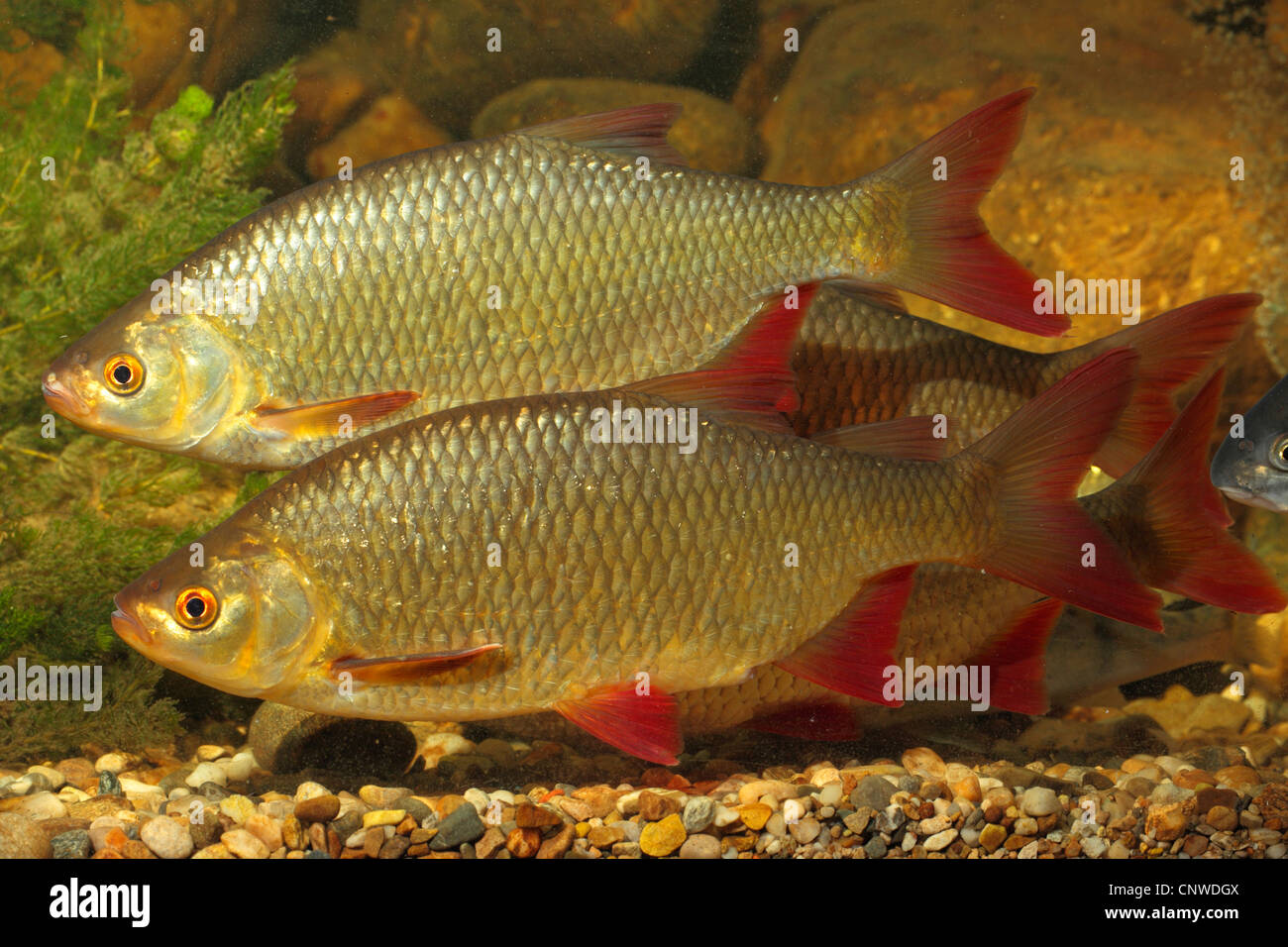 Scardinius erythrophthalmus fisch -Fotos und -Bildmaterial in hoher ...