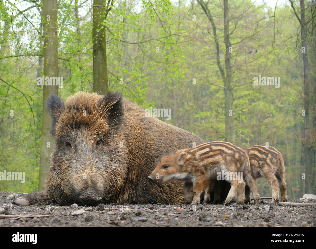 Suckle Pig Stockfotos und -bilder Kaufen - Alamy