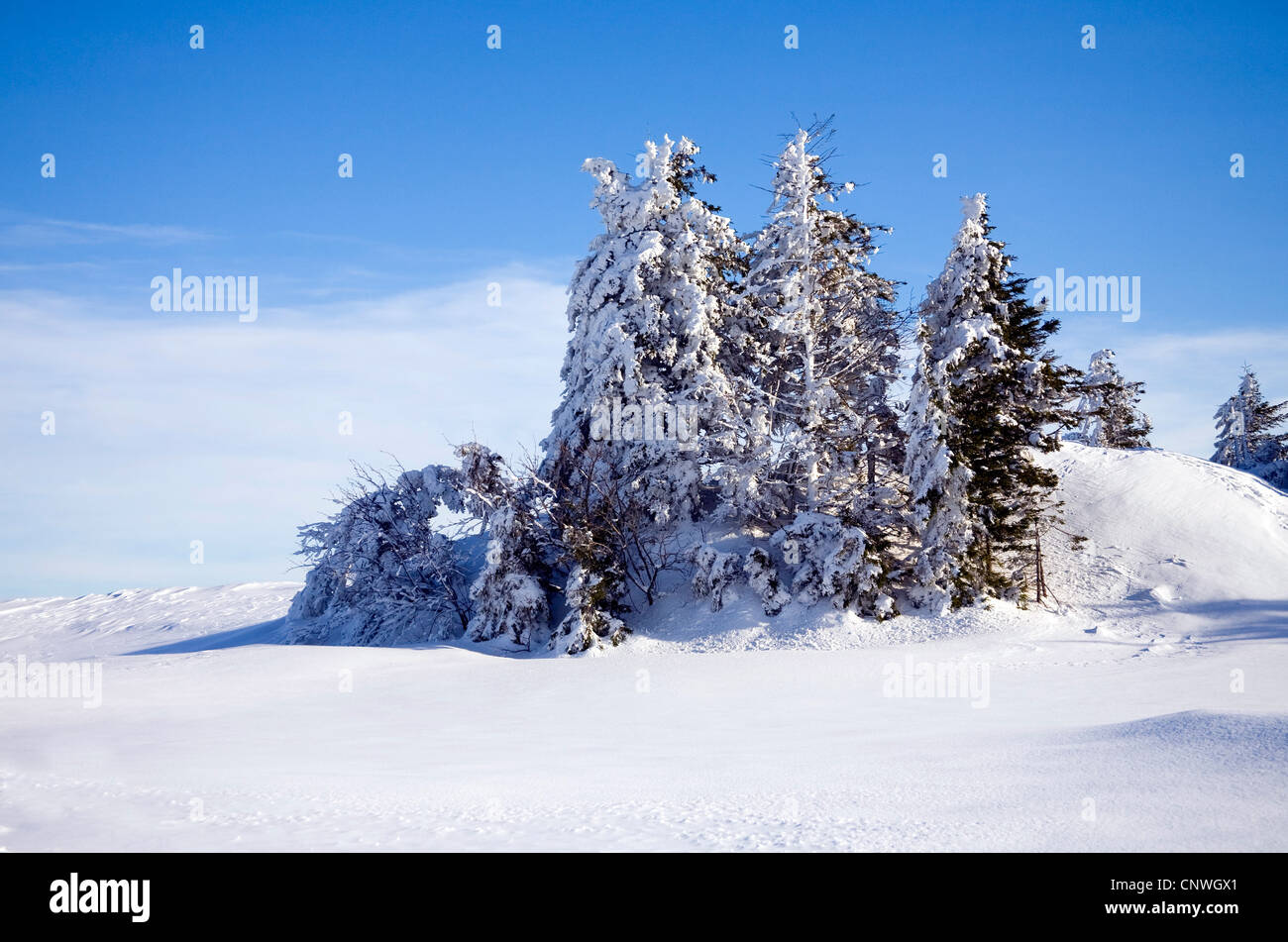 Winter Landscape In Black Forest Stockfotos und -bilder Kaufen - Alamy