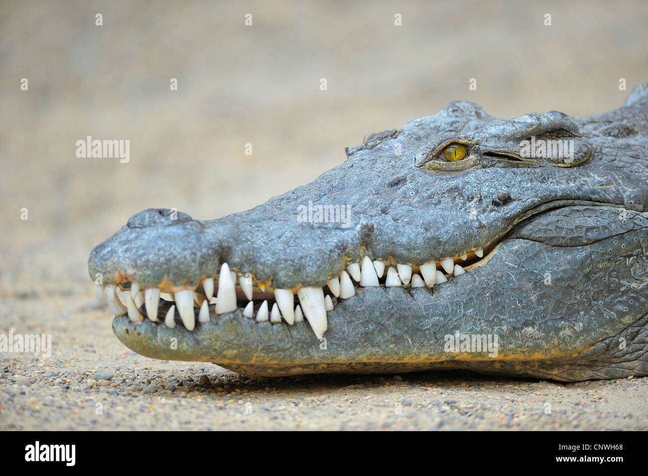 Krokodil crocodilus niloticus Stockfotos und -bilder Kaufen - Alamy