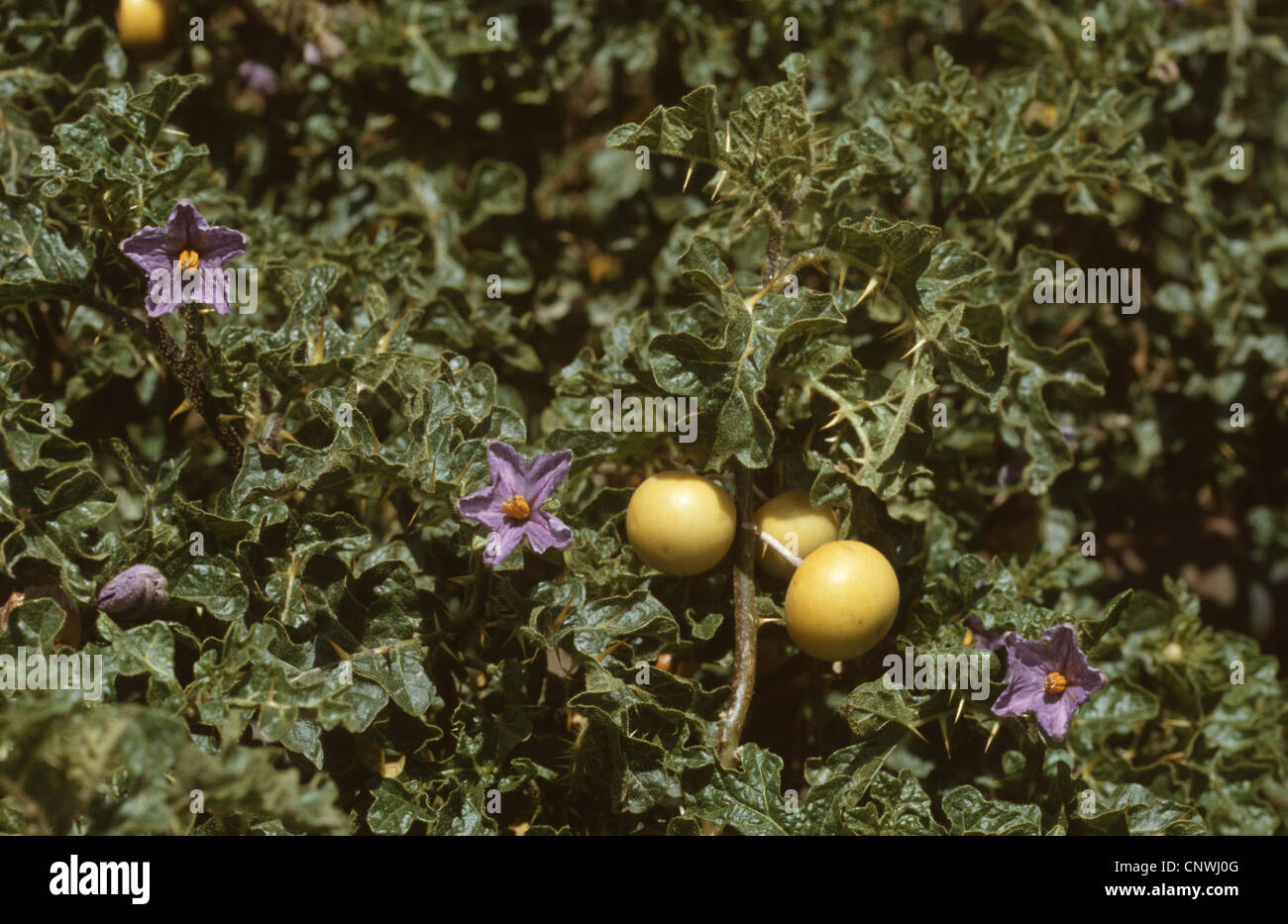 Wagner Apfel Stockfotos und -bilder Kaufen - Alamy