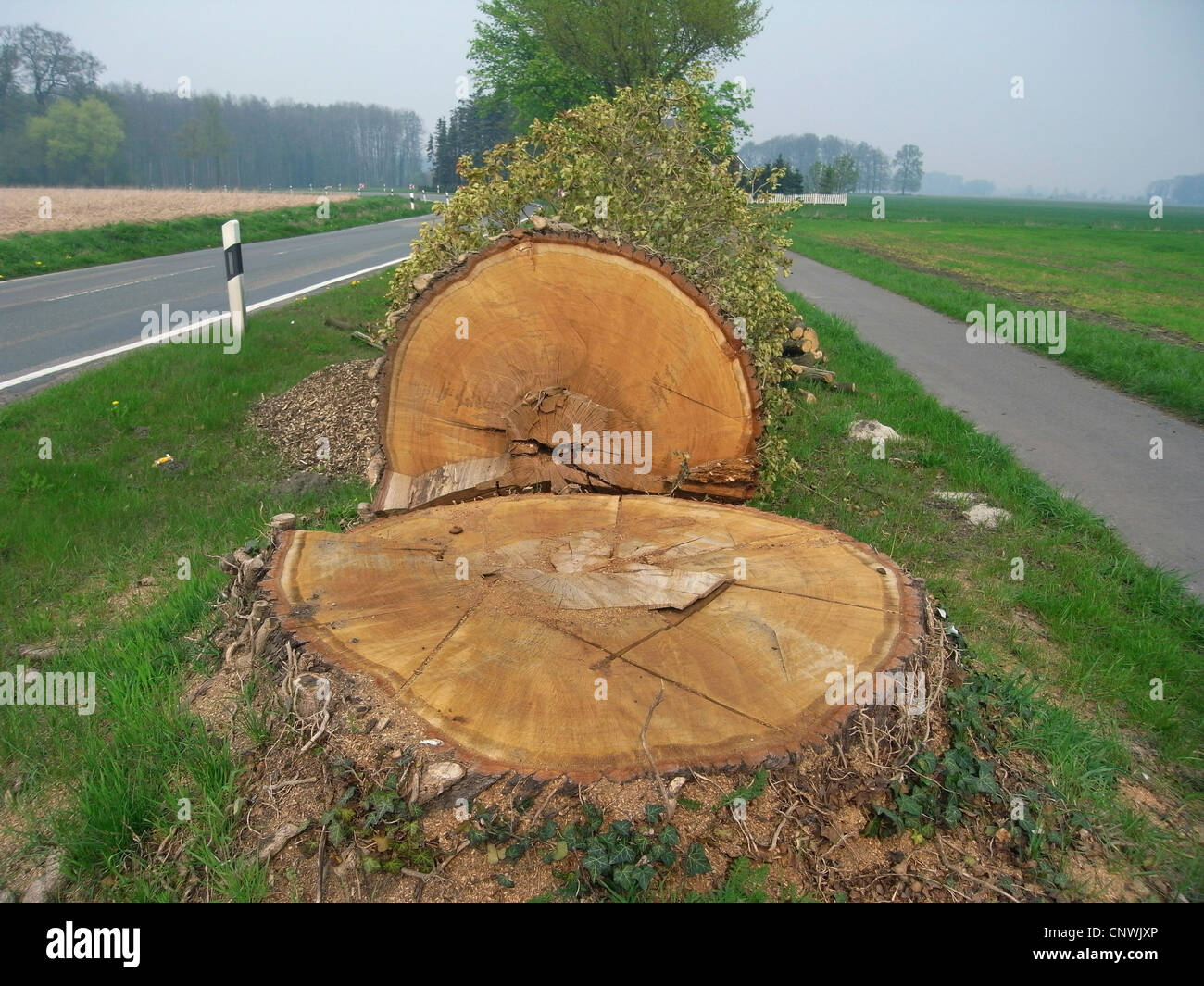 Stieleiche, pedunculate Eiche, Stieleiche (Quercus Robur), gefällte ...
