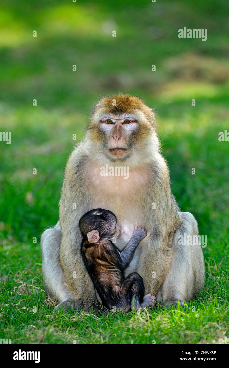 Mutter tier stillen baby affe -Fotos und -Bildmaterial in hoher ...