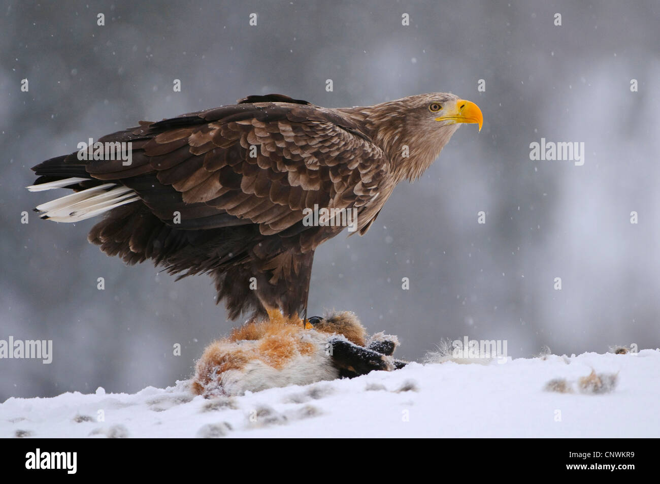 Meer Seeadler (Haliaeetus Horste), sitzen auf den Kadaver, Norwegen ...