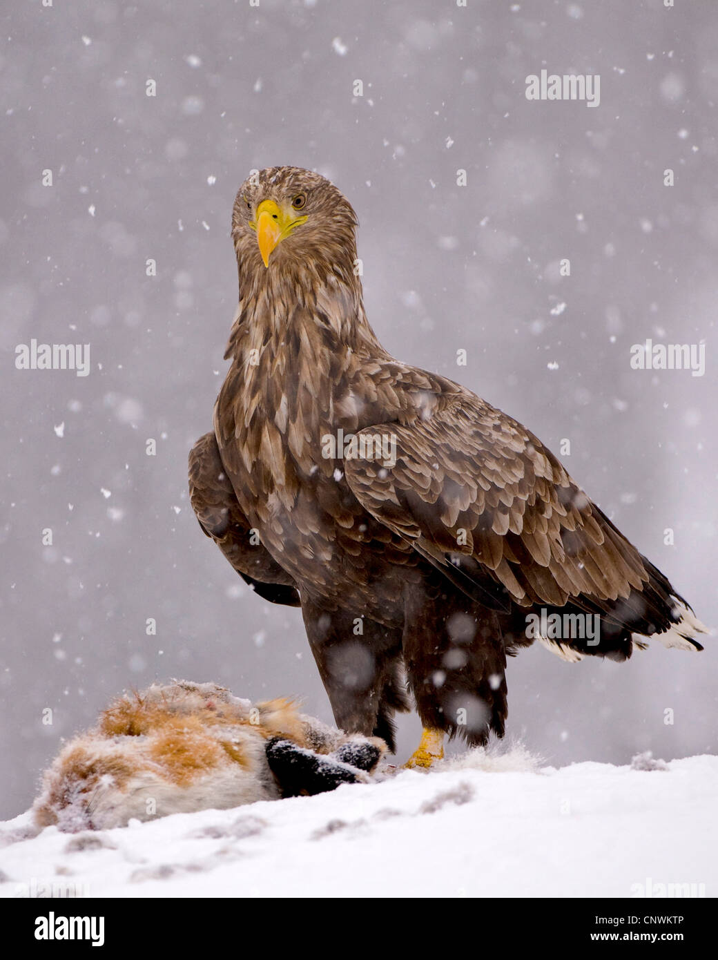 Auf kadaver von fuchs sitzen -Fotos und -Bildmaterial in hoher ...
