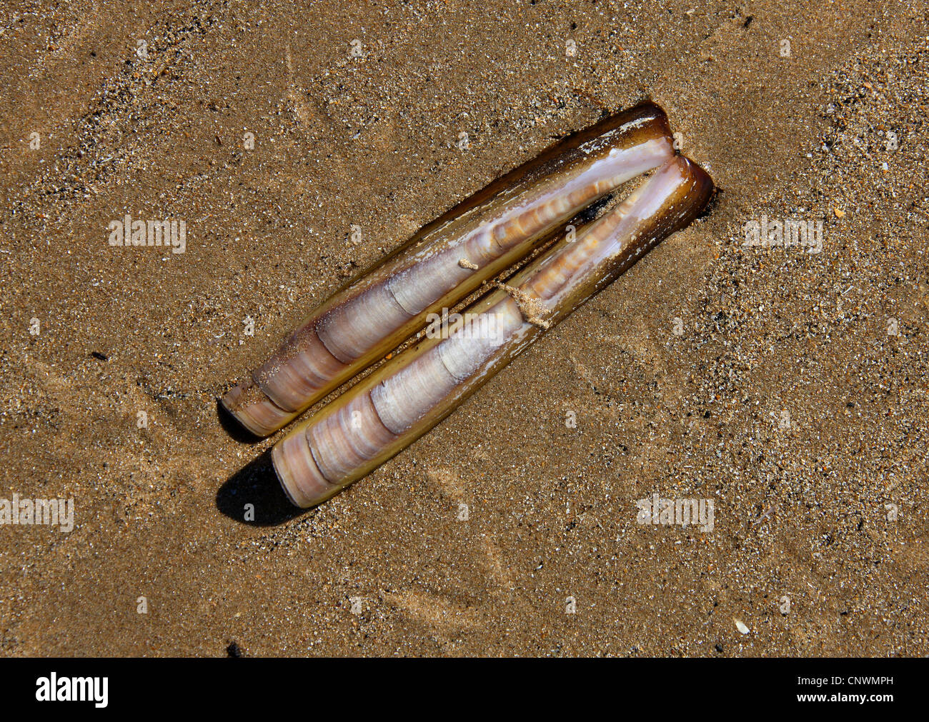 Razor Shell Stockfotos und -bilder Kaufen - Alamy