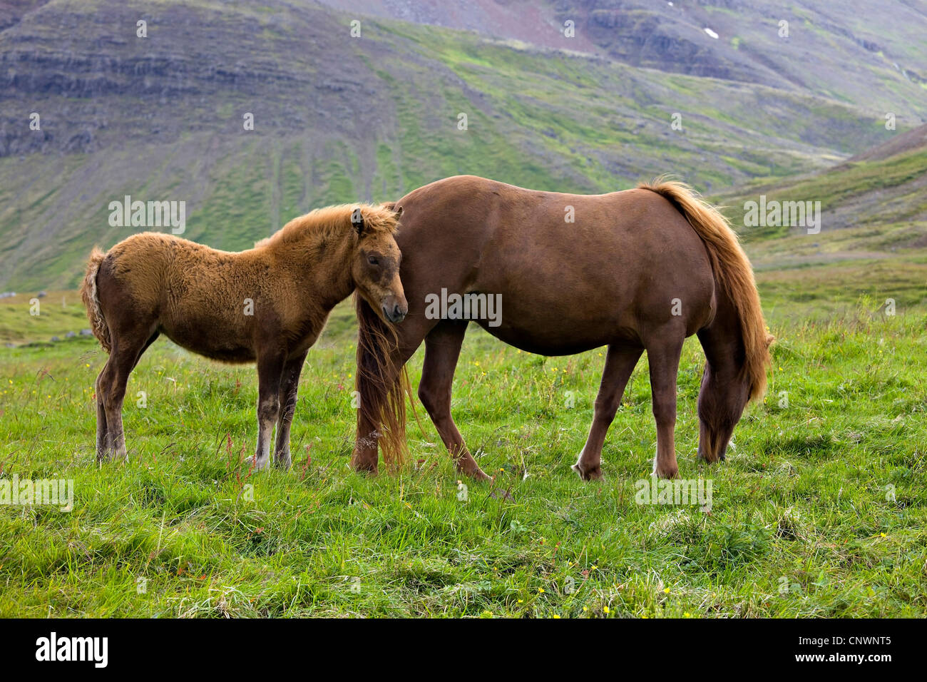 Wilde ponyrennen -Fotos und -Bildmaterial in hoher Auflösung – Alamy
