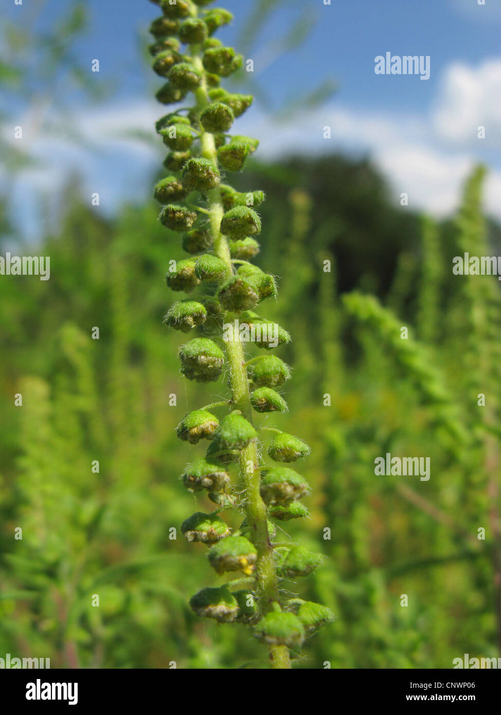 Jährliche Traubenkraut, Ambrosia, Bitter-Weed, Hog-Weed, römischer ...