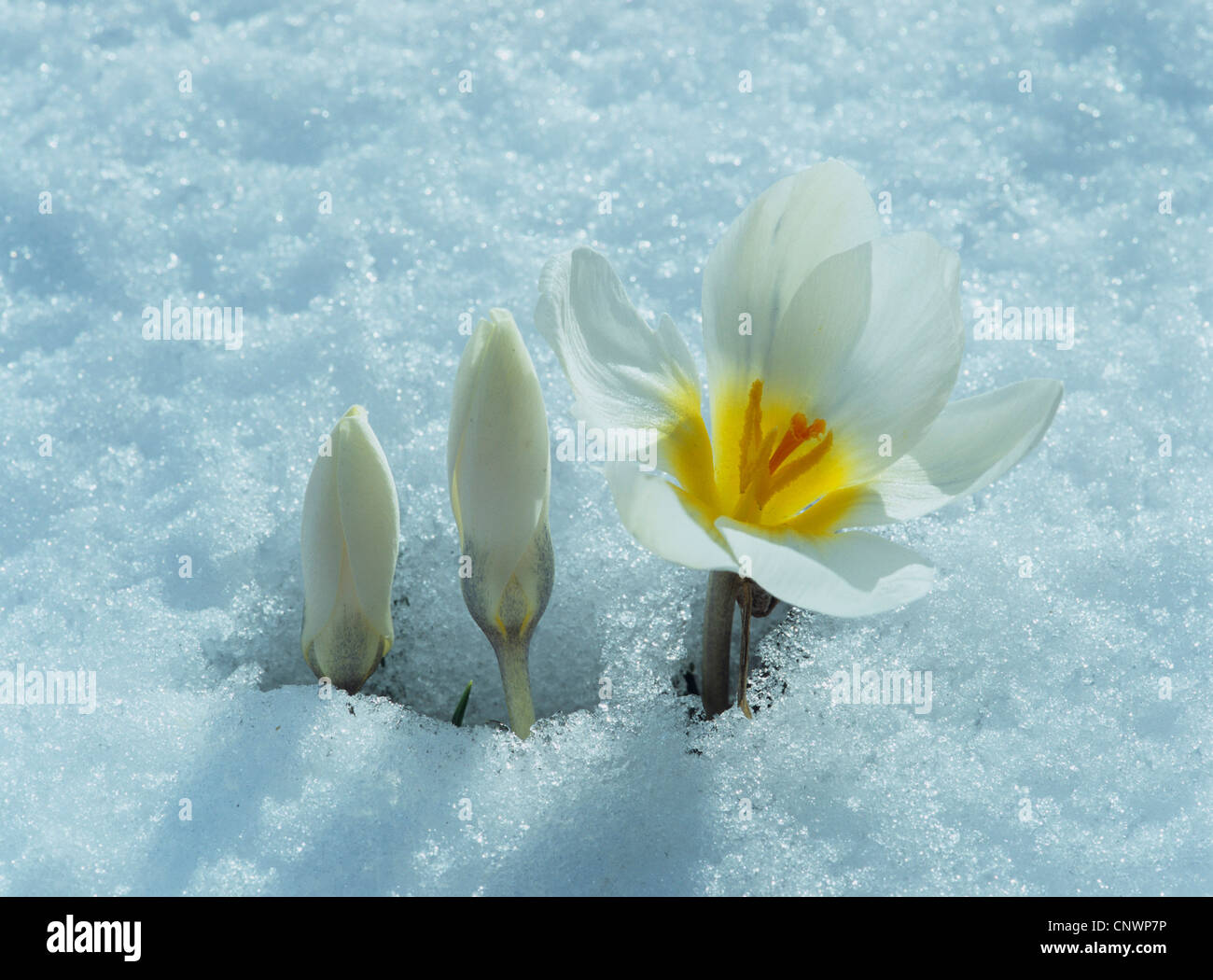 Krokus (Crocus spec.), weiße Krokusse im Schnee Stockfotografie - Alamy
