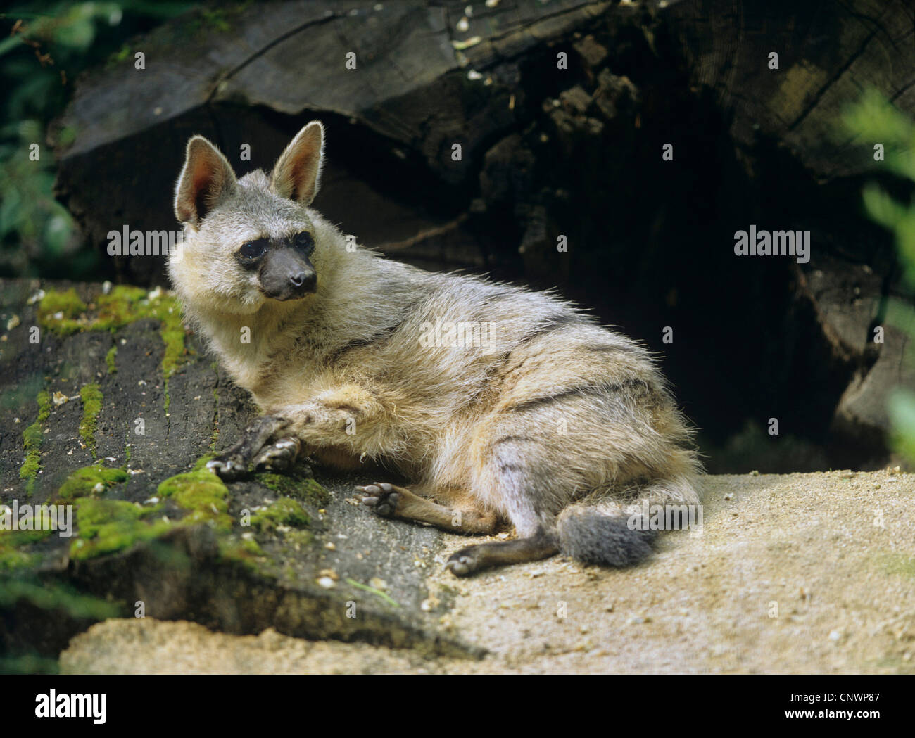 Aardwolf (proteles cristatus) -Fotos und -Bildmaterial in hoher ...