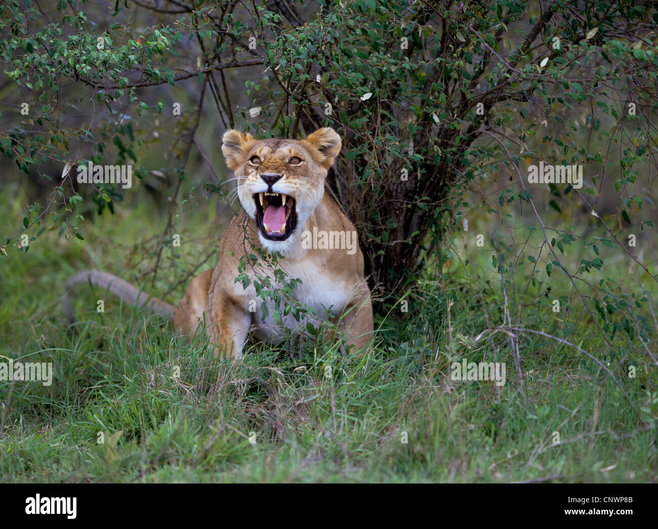 Katze sitzt unter einem baum -Fotos und -Bildmaterial in hoher ...