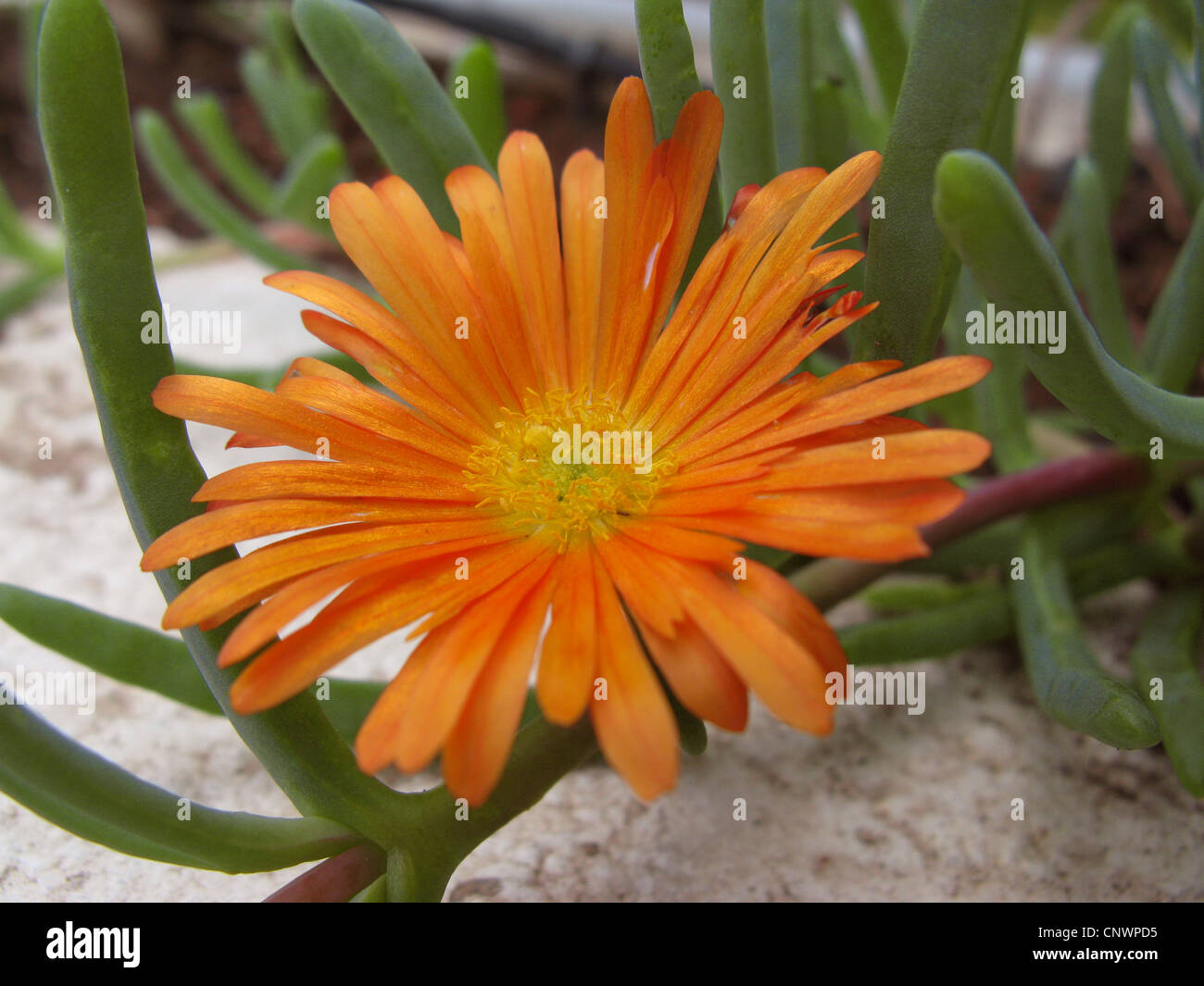 Goldenes iceplant lampranthus aureus -Fotos und -Bildmaterial in hoher ...