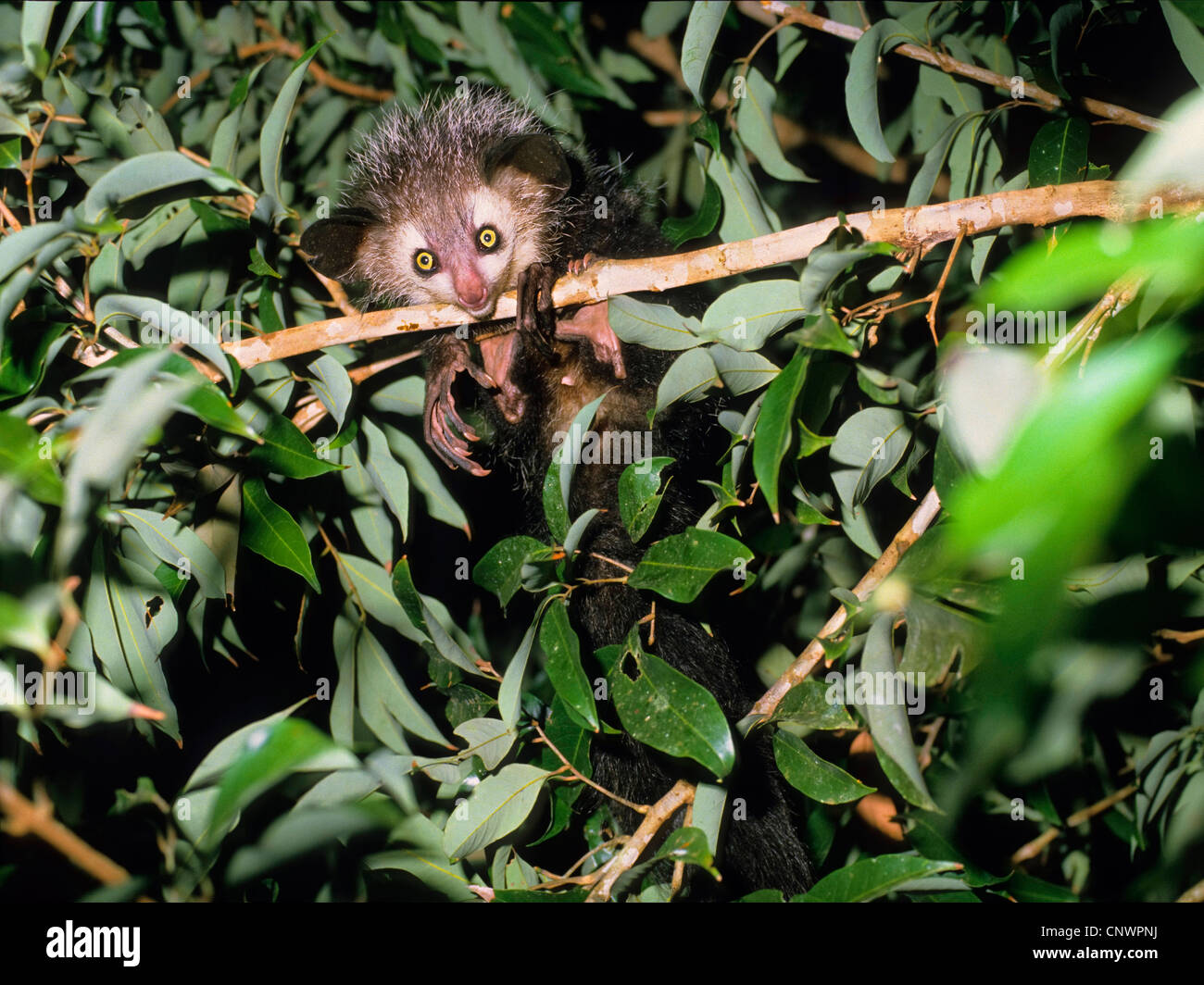 Fingertier aye aye -Fotos und -Bildmaterial in hoher Auflösung – Alamy