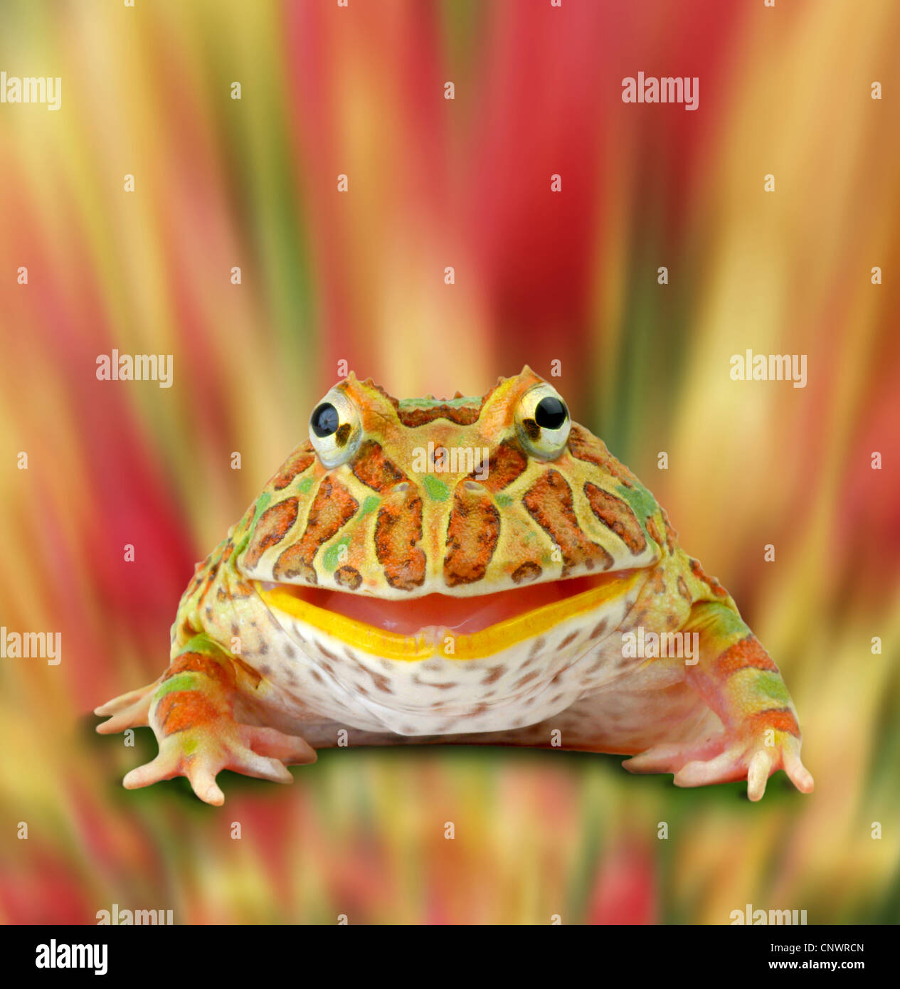 Screaming frog -Fotos und -Bildmaterial in hoher Auflösung – Alamy