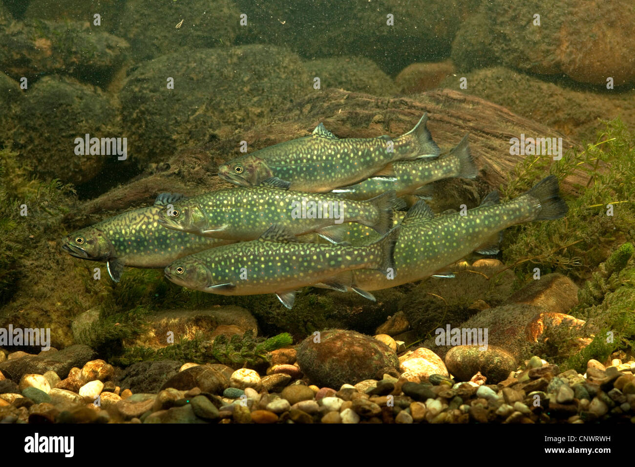 Schule der bachforelle -Fotos und -Bildmaterial in hoher Auflösung – Alamy